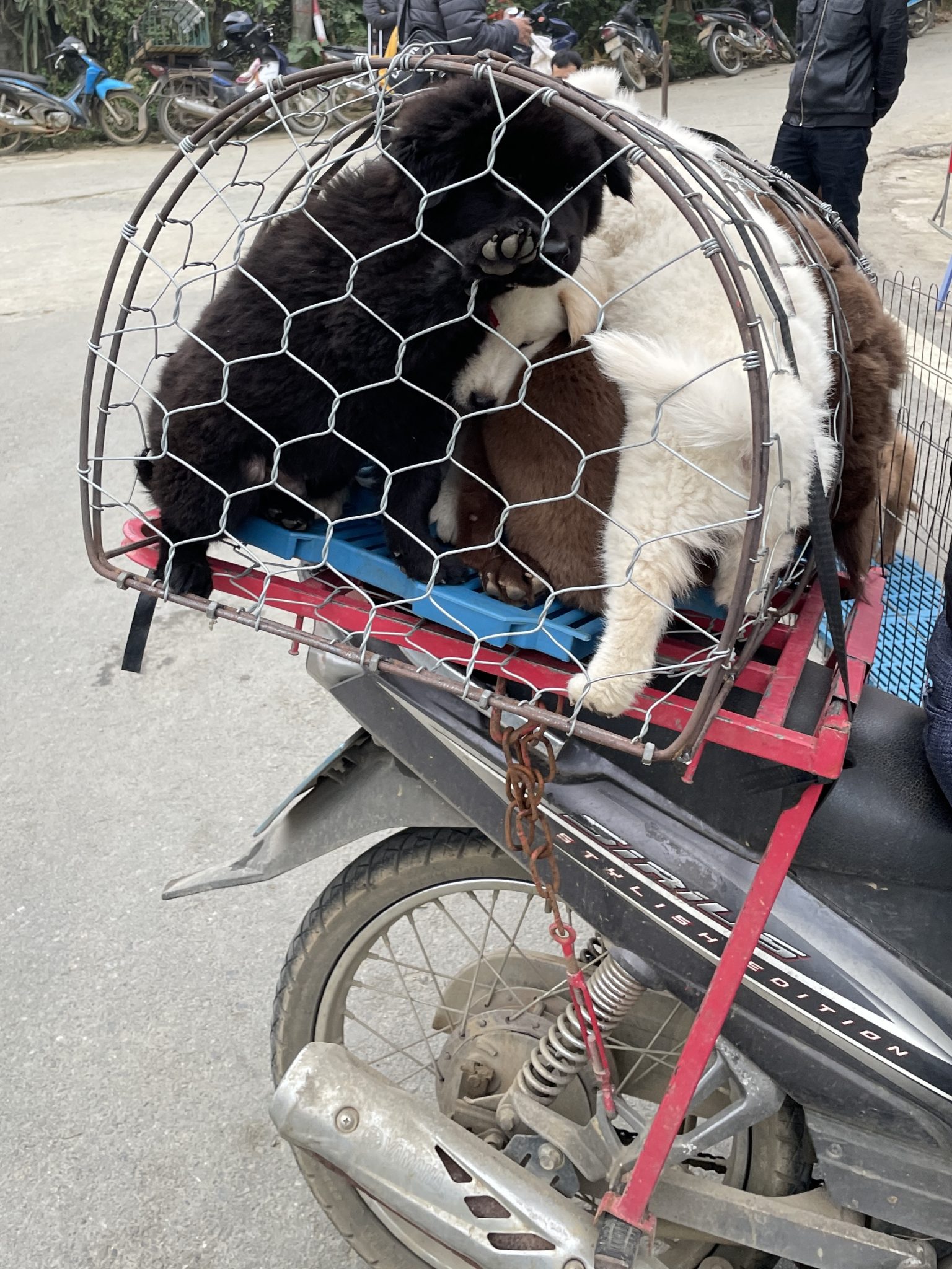 Ultimate Guide to Visiting the Bac Ha Market in Vietnam - CARRY ON ONLY