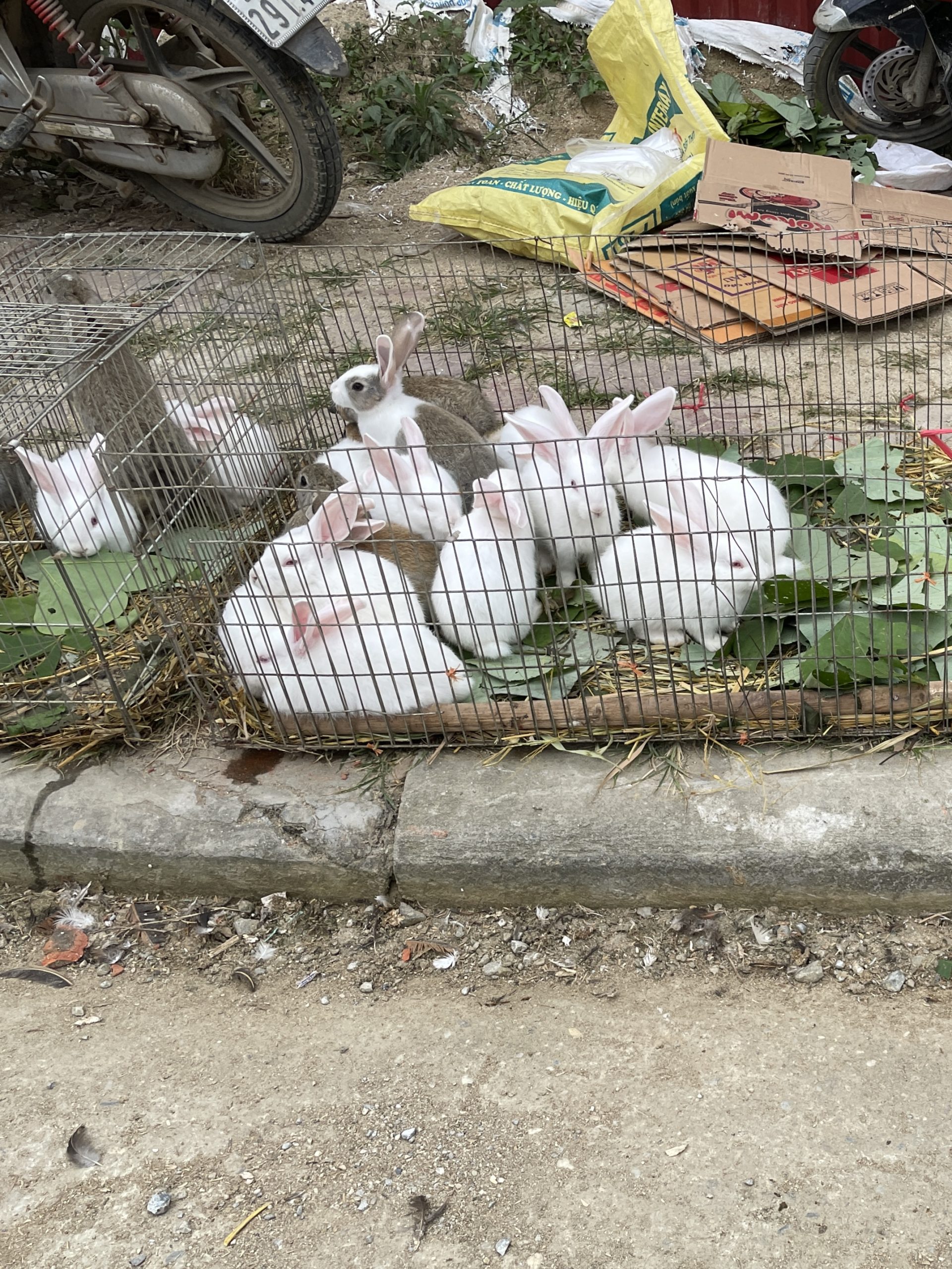 Ultimate Guide to Visiting the Bac Ha Market in Vietnam - CARRY ON ONLY